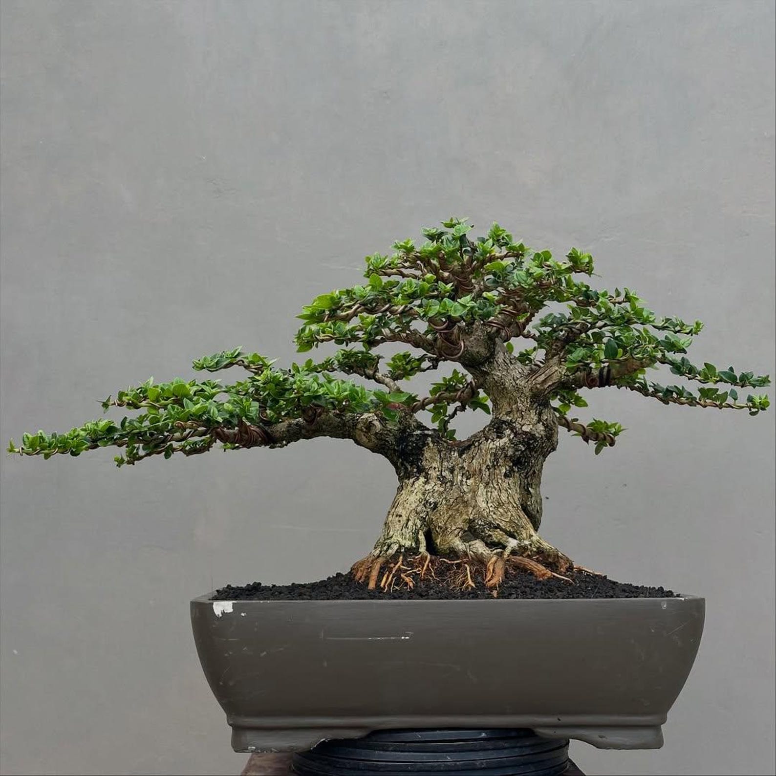 Premna Microphylla Bonsai Tree - Etsy