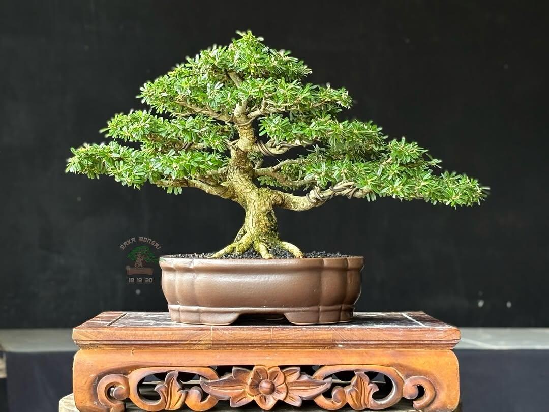 Desmodium SP Bonsai Tree - Etsy