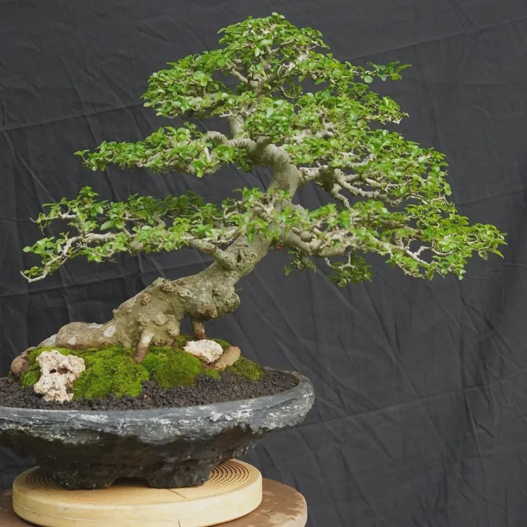 Streblus Asper Lour Bonsai Tree - Etsy