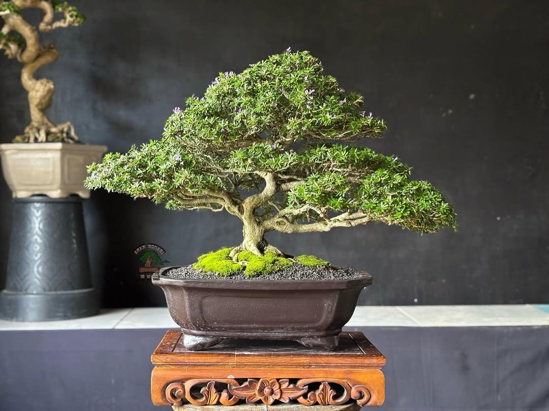 Desmodium Triflorum Bonsai Tree - Etsy