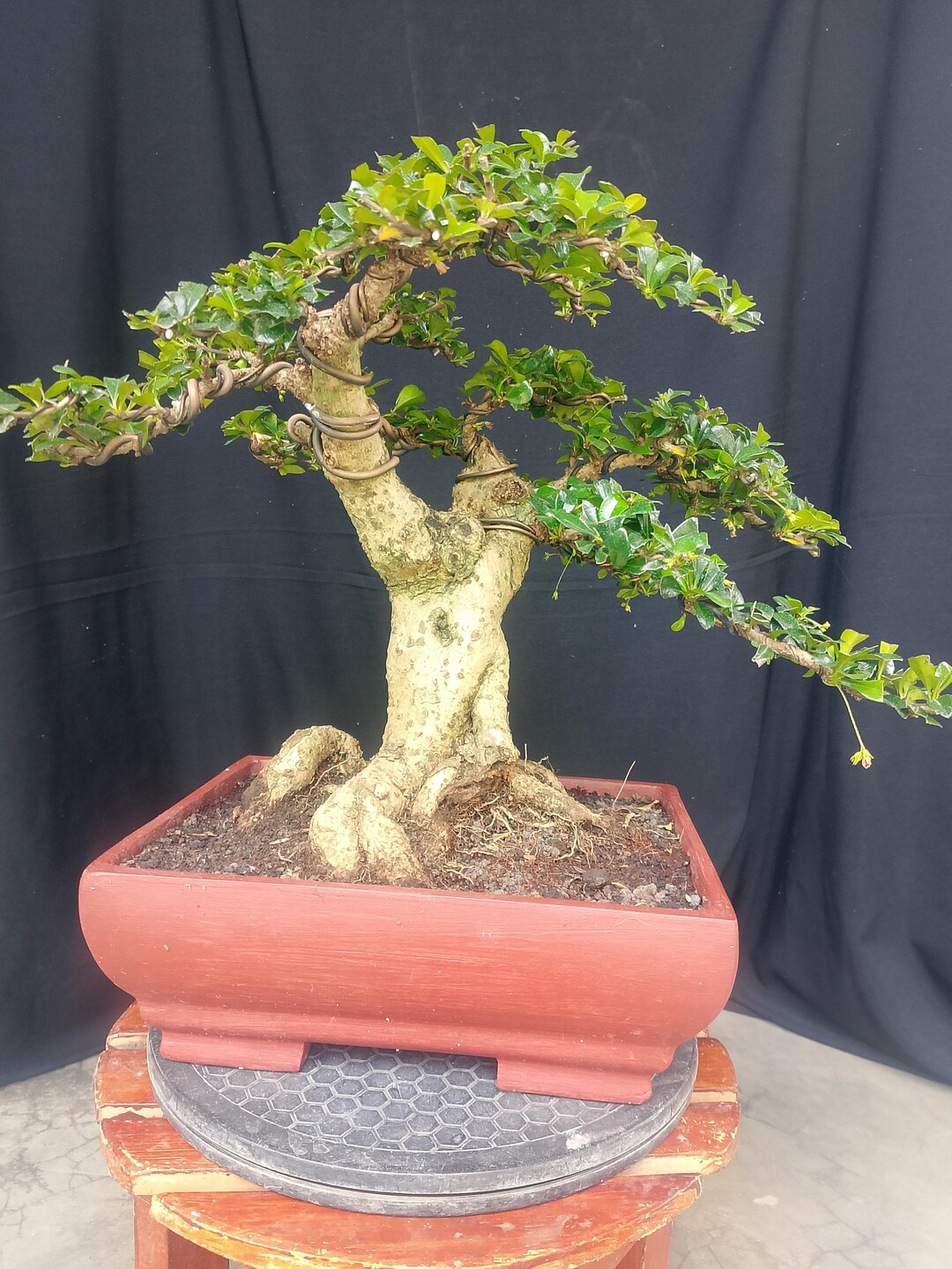 Ehretia Microphylla Bonsai Tree - Etsy