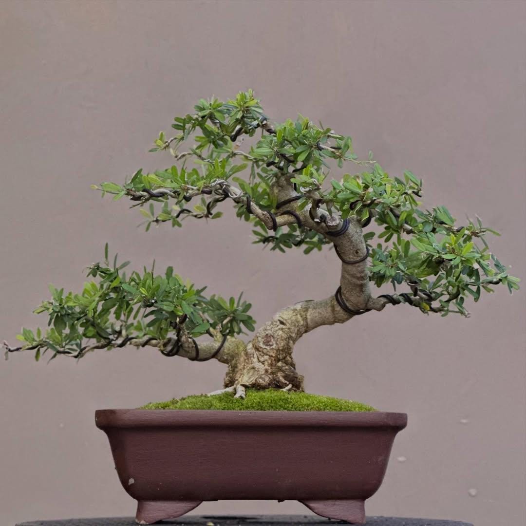 Desmodium Unifoliatum Bonsai Tree - Etsy