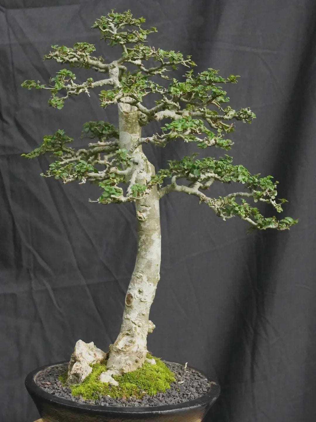 Streblus Asper Lour Bonsai Tree - Etsy