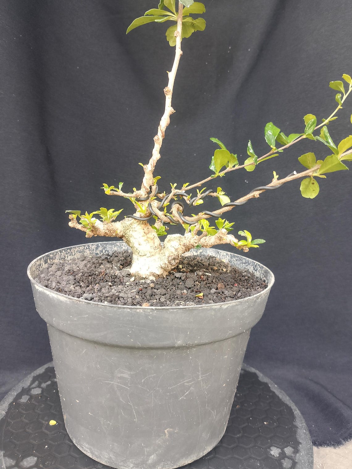 Ehretia Microphylla Bonsai Tree - Etsy