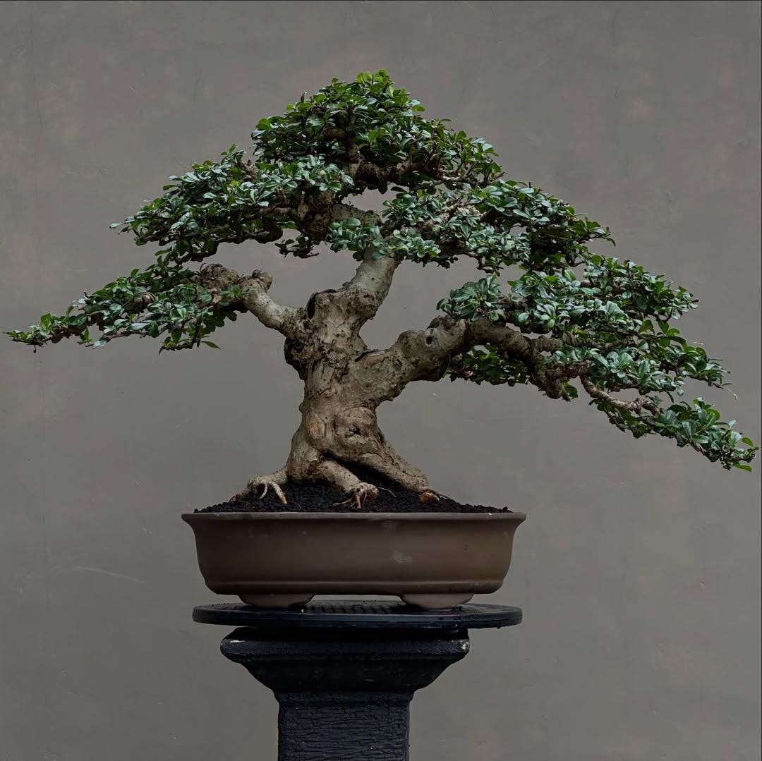 Ehretia Microphylla Bonsai Tree - Etsy