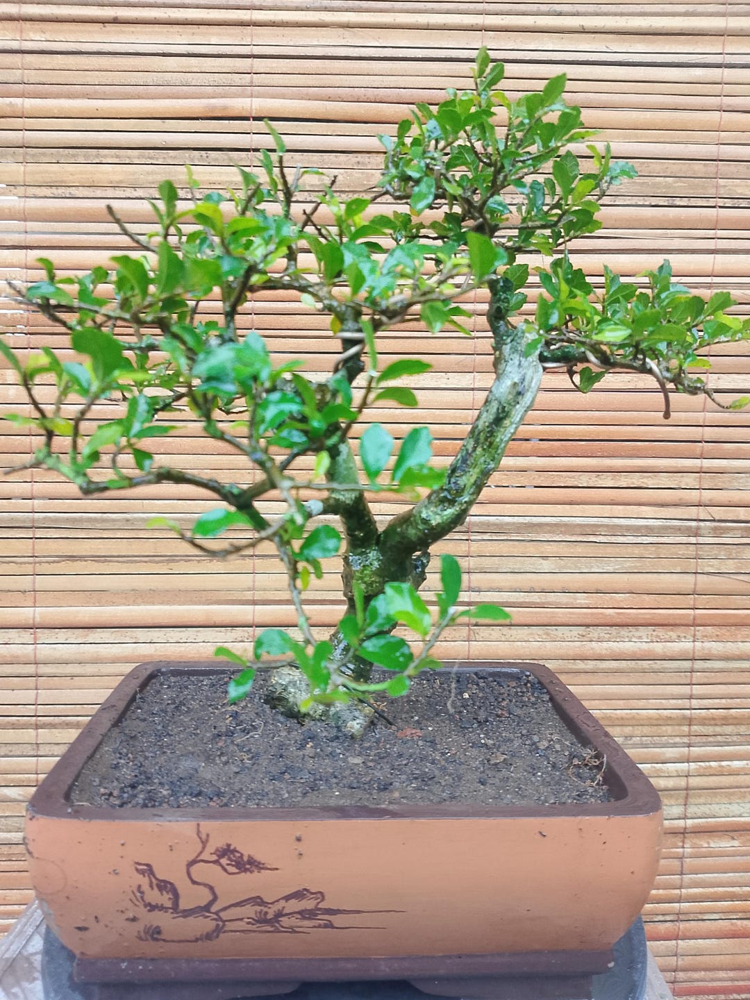 Streblus Asper Bonsai Tree - Etsy