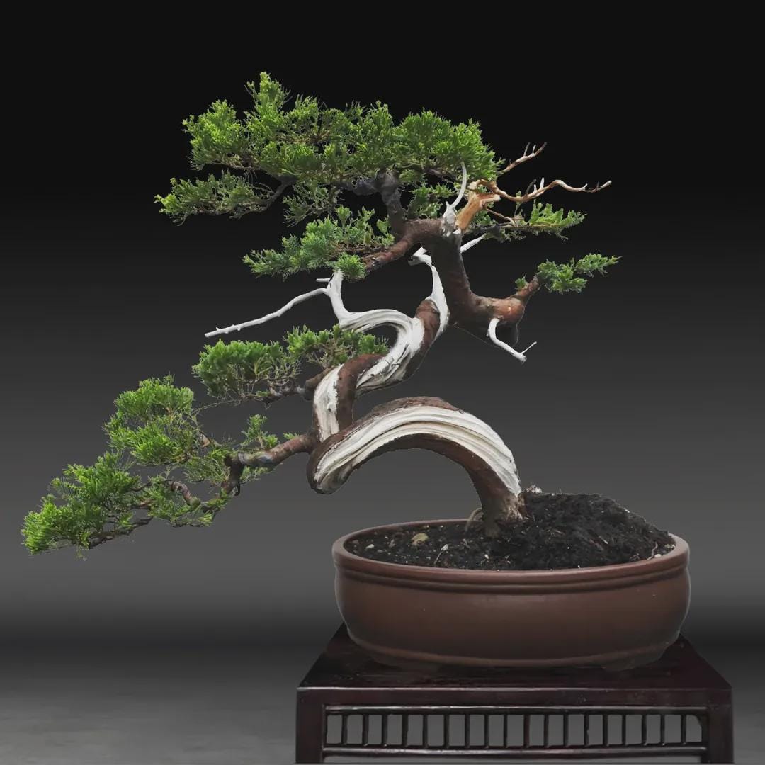 Juniperus Chinensis Bonsai Tree - Etsy