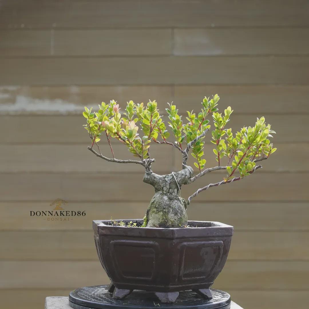 Pemphis Acidula Bonsai Tree - Etsy