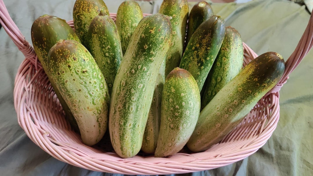 Organic Home-grown Maharashtra Indian Cucumber (cucumis Sativus) Seeds ...
