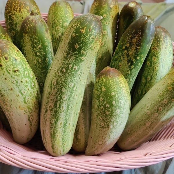 SeedsOfLifeGarden - Etsy
