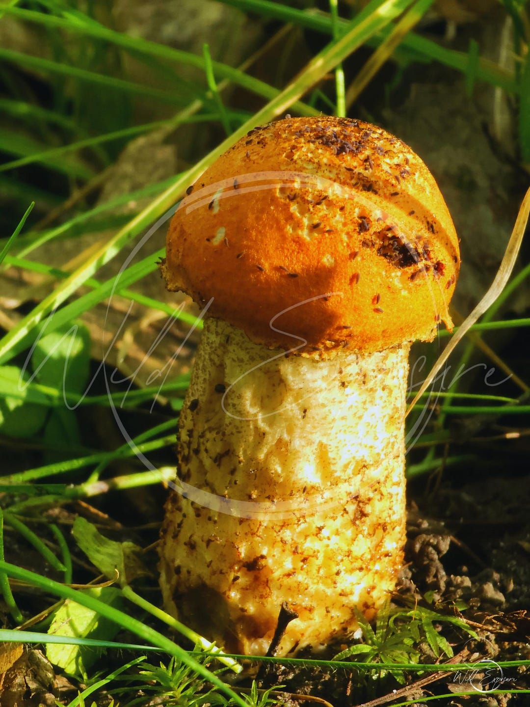 Aspen Bolete Mushroom 8x10 Photo Print - Etsy