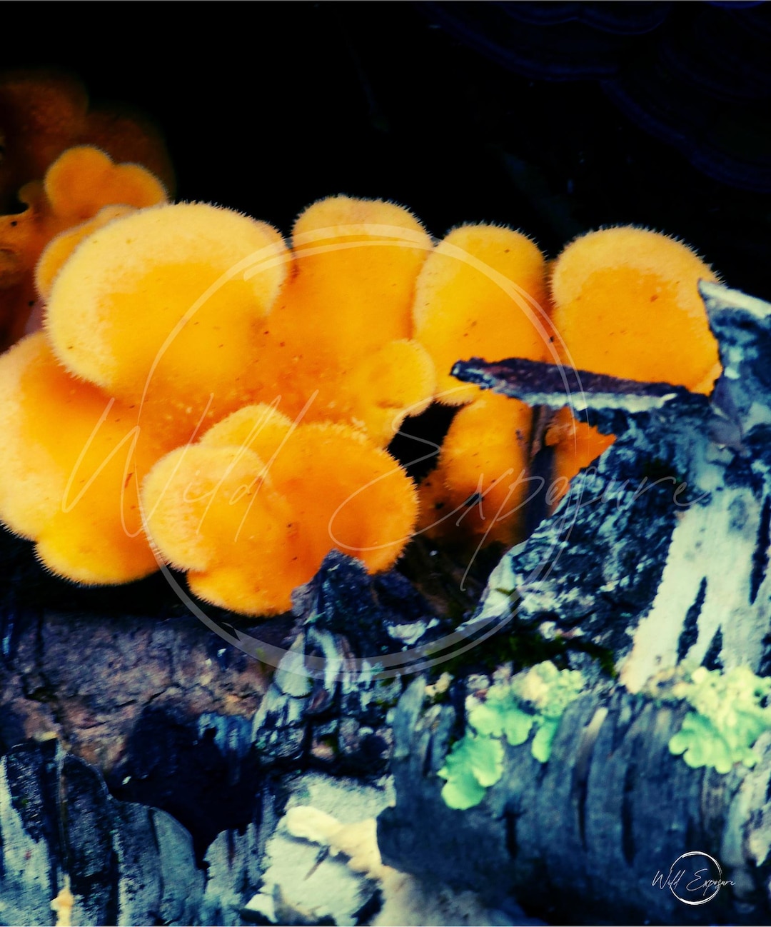 Favolaschia Calocera 8X10 Photo Print - Etsy