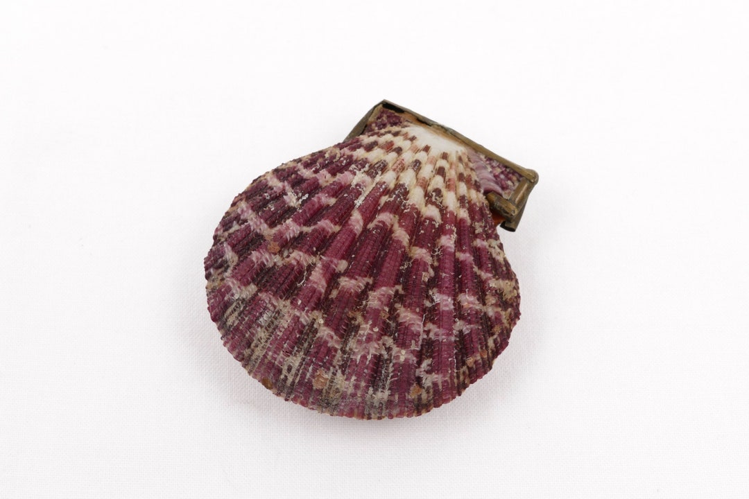 Vintage Hinged Scallop Shell Trinket Box Natural Pallium Pectin Scallop ...