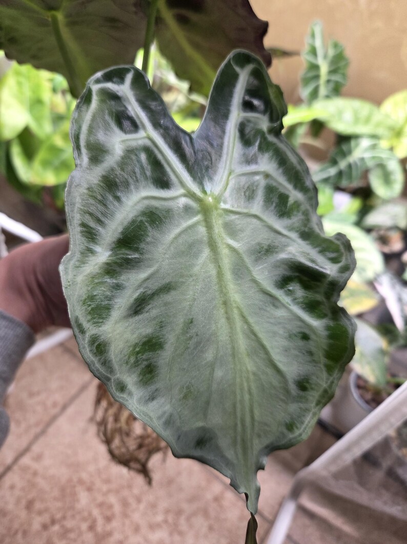 Alocasia Venom CORM - Etsy