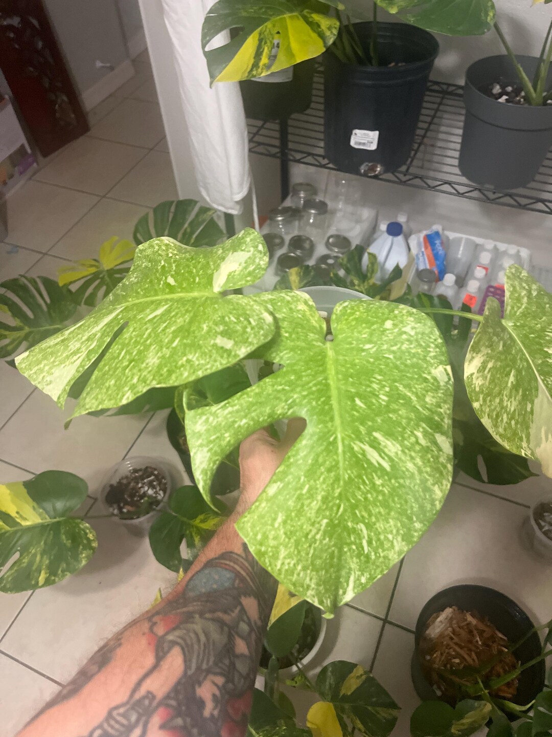Monstera "green Snow" EXACT PLANT - Etsy