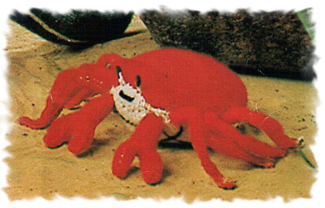 Instant Download PDF Knitting Pattern to Make a Crazy Crab Sea Creature ...