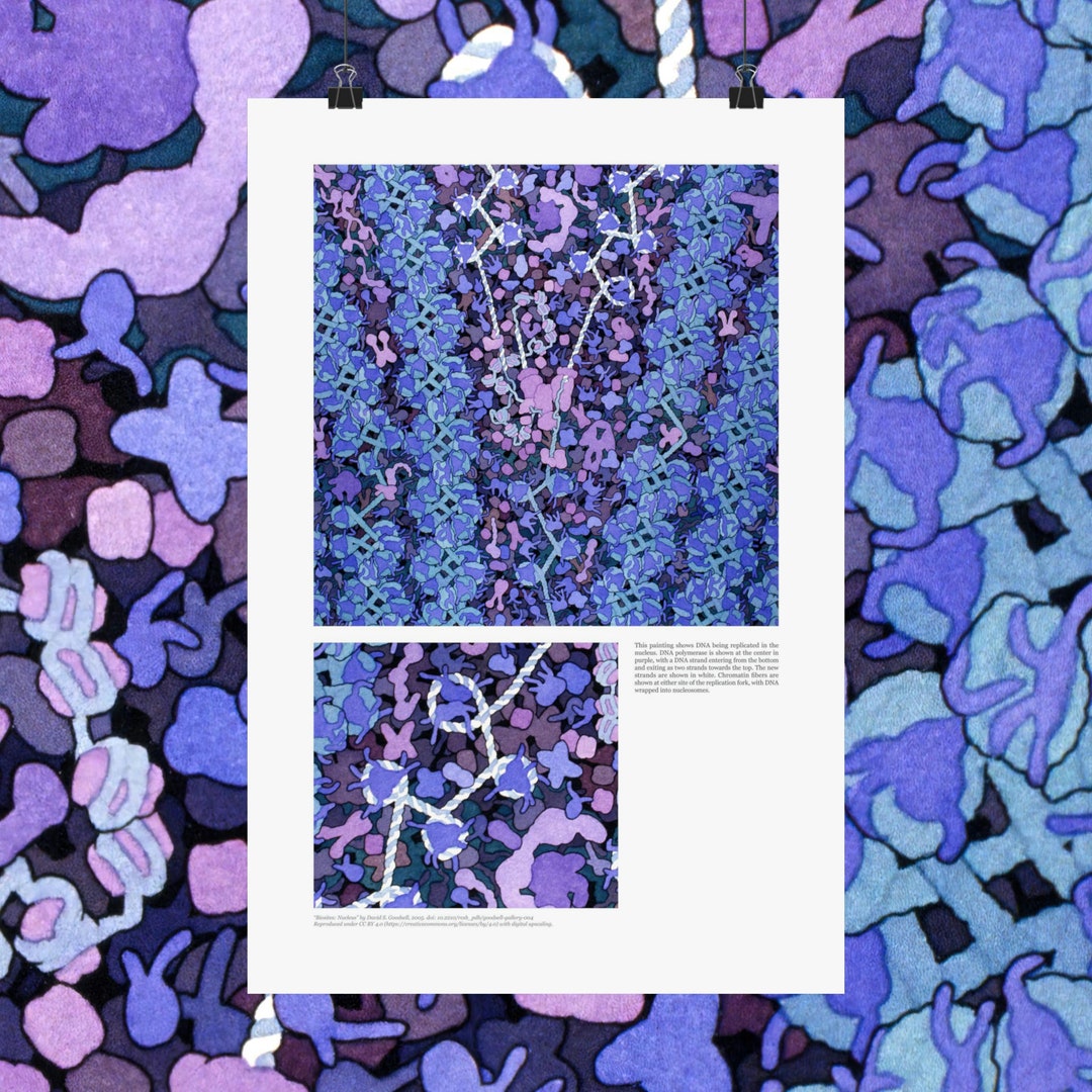 Nucleus Illustrated Biology Painting Poster Print - Etsy