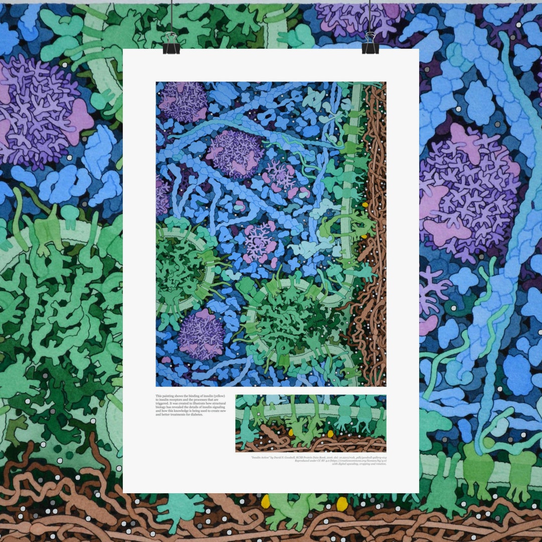 Insulin Action Illustrated Biology Painting Poster Print - Etsy