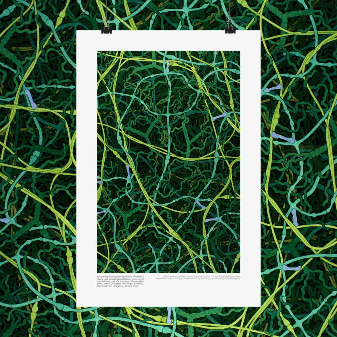 Basement Membrane Illustrated Biology Painting Poster Print - Etsy