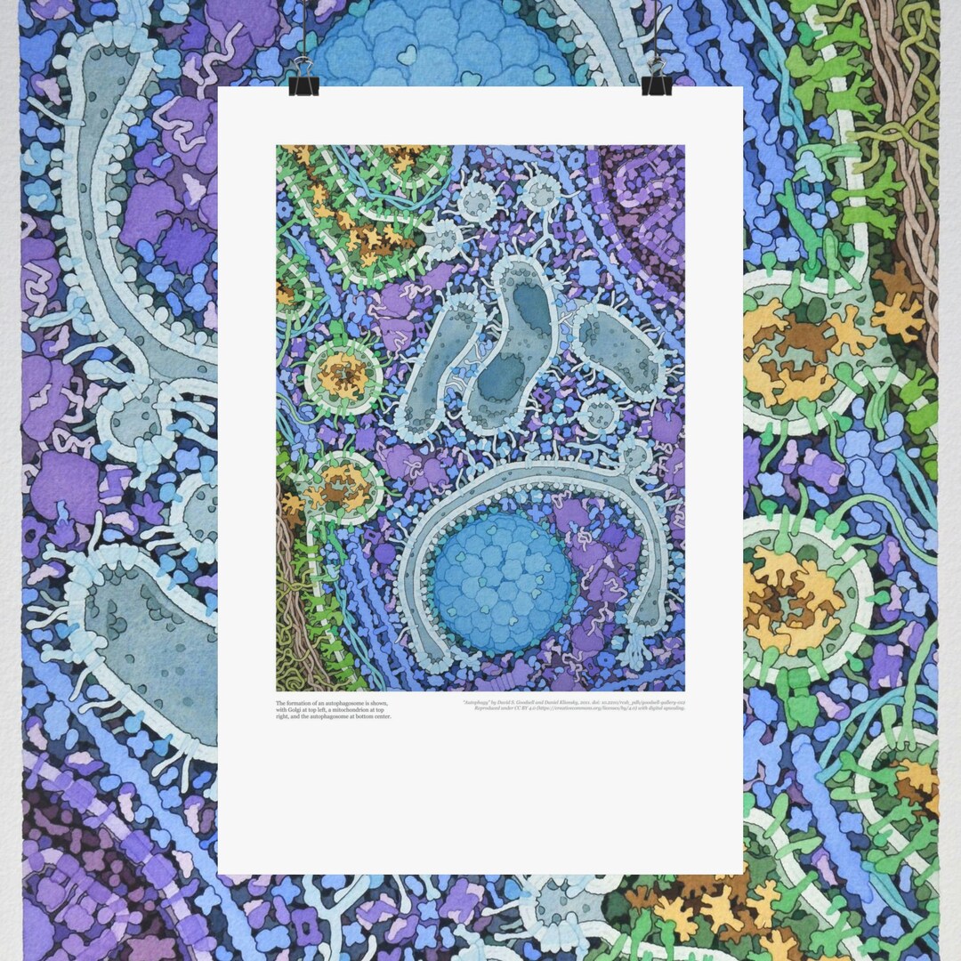 Autophagy Illustrated Biology Painting Poster Print - Etsy