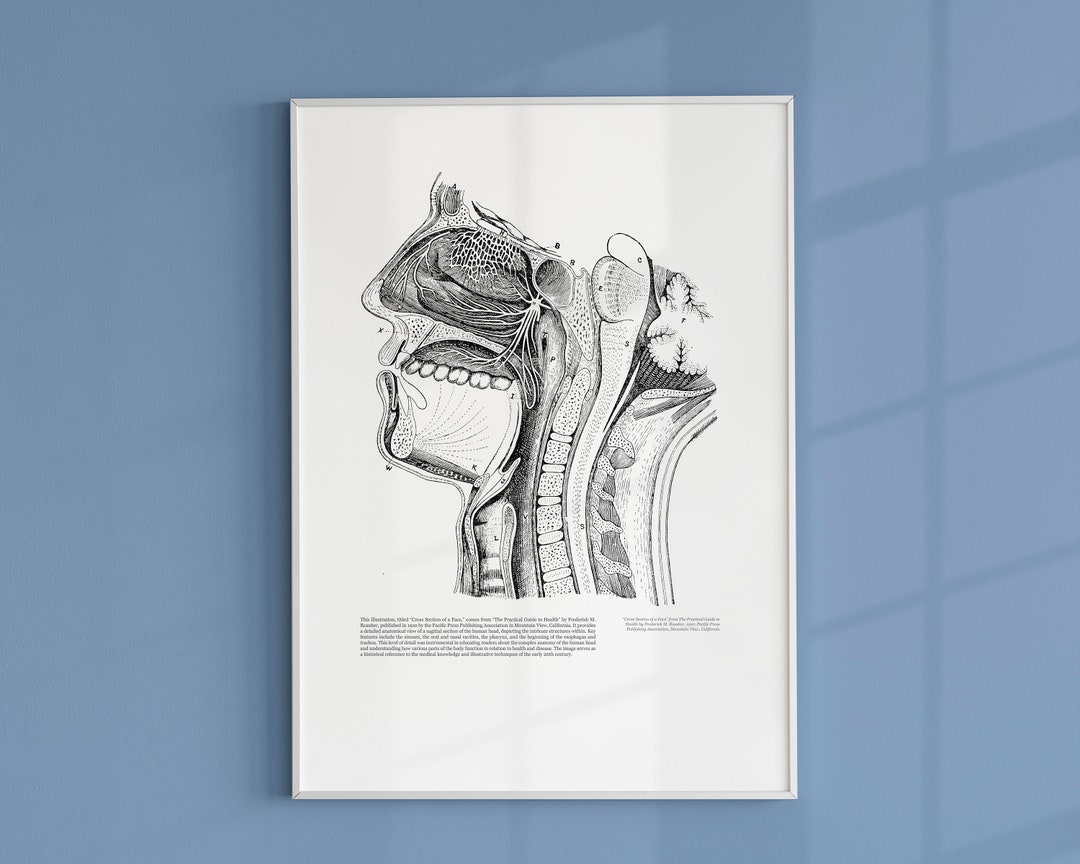 Cross Section of a Face Antique Illustrated Science Health Biology ...
