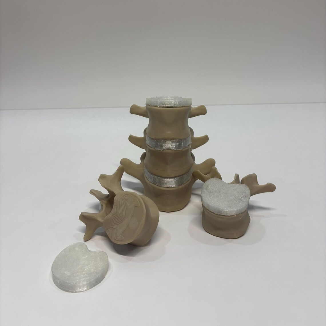 3D Printed Modular Lumbar Spine Model – Life-size L1-L5 Vertebrae - Etsy
