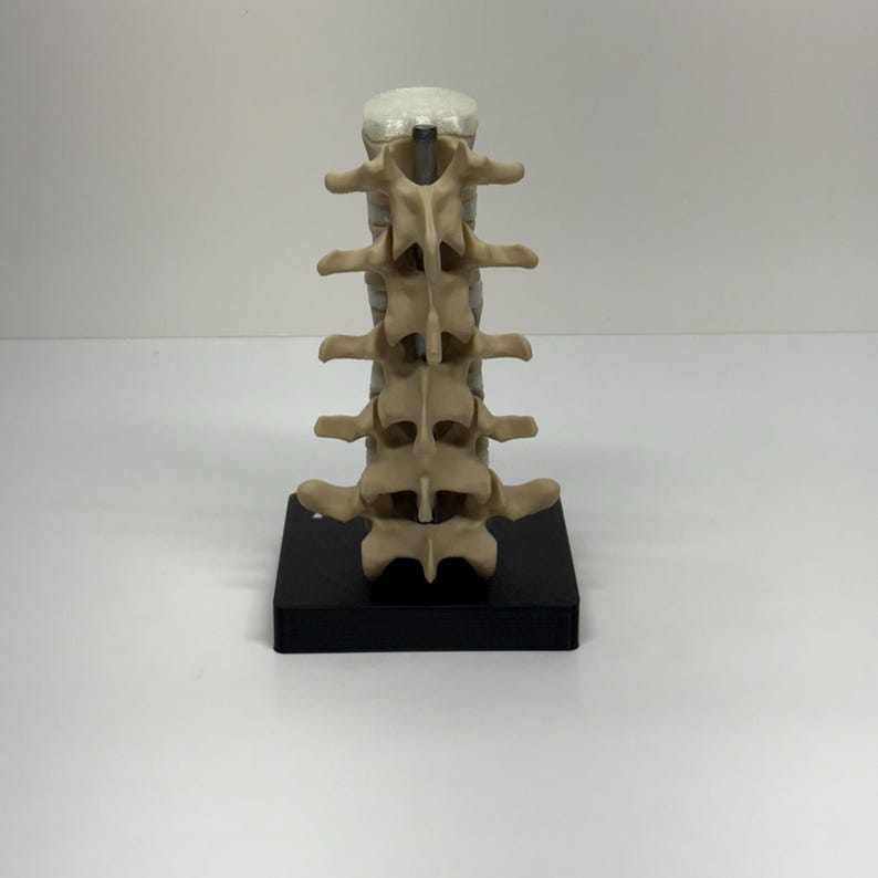3D Printed Modular Lumbar Spine Model – Life-size L1-L5 Vertebrae - Etsy