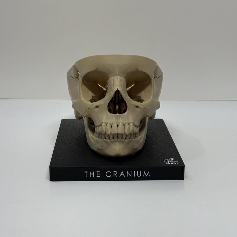 3D Printed Human Skull Model With Removable Calvarium – Life-size ...