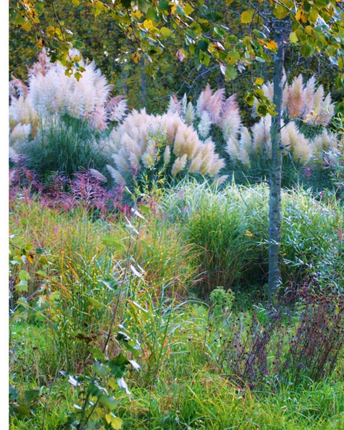 Grasses in an English Garden, Fine Art Photography Print, English ...