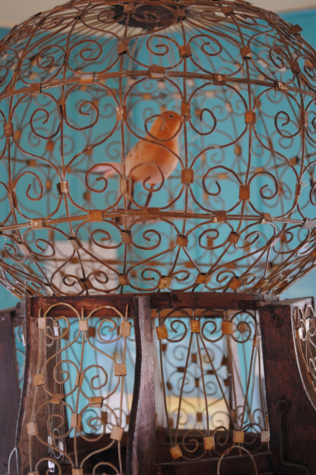 Orange Bird in A Rusted Ornate Metal Bird Cage, Fine Art Photography ...