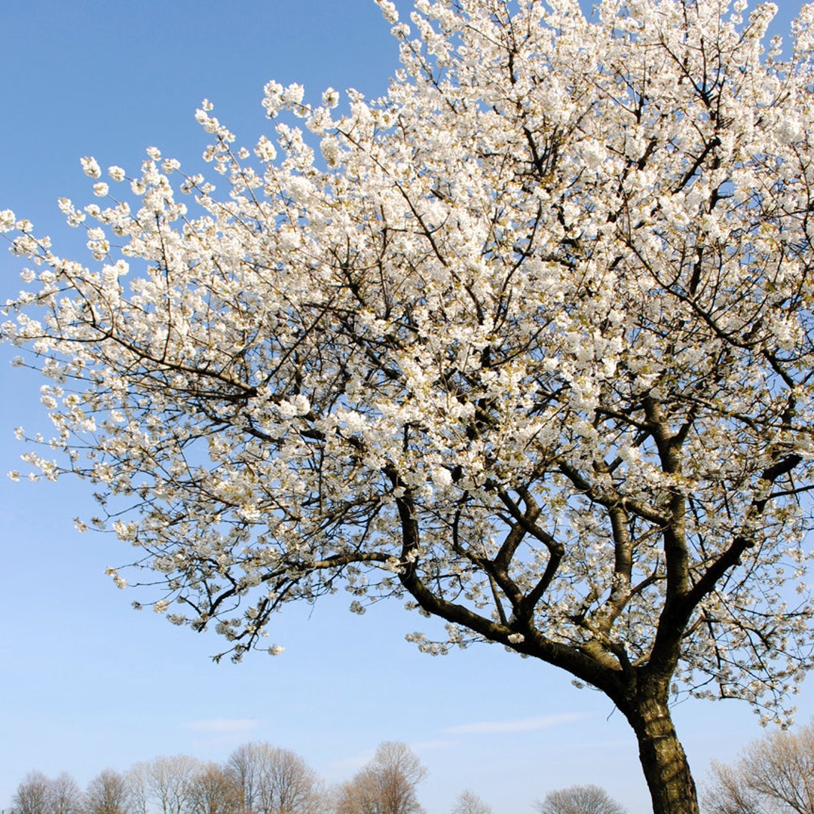 White Blossom Tree, Fine Art Photography Print, White Flowers, Blue Sky ...