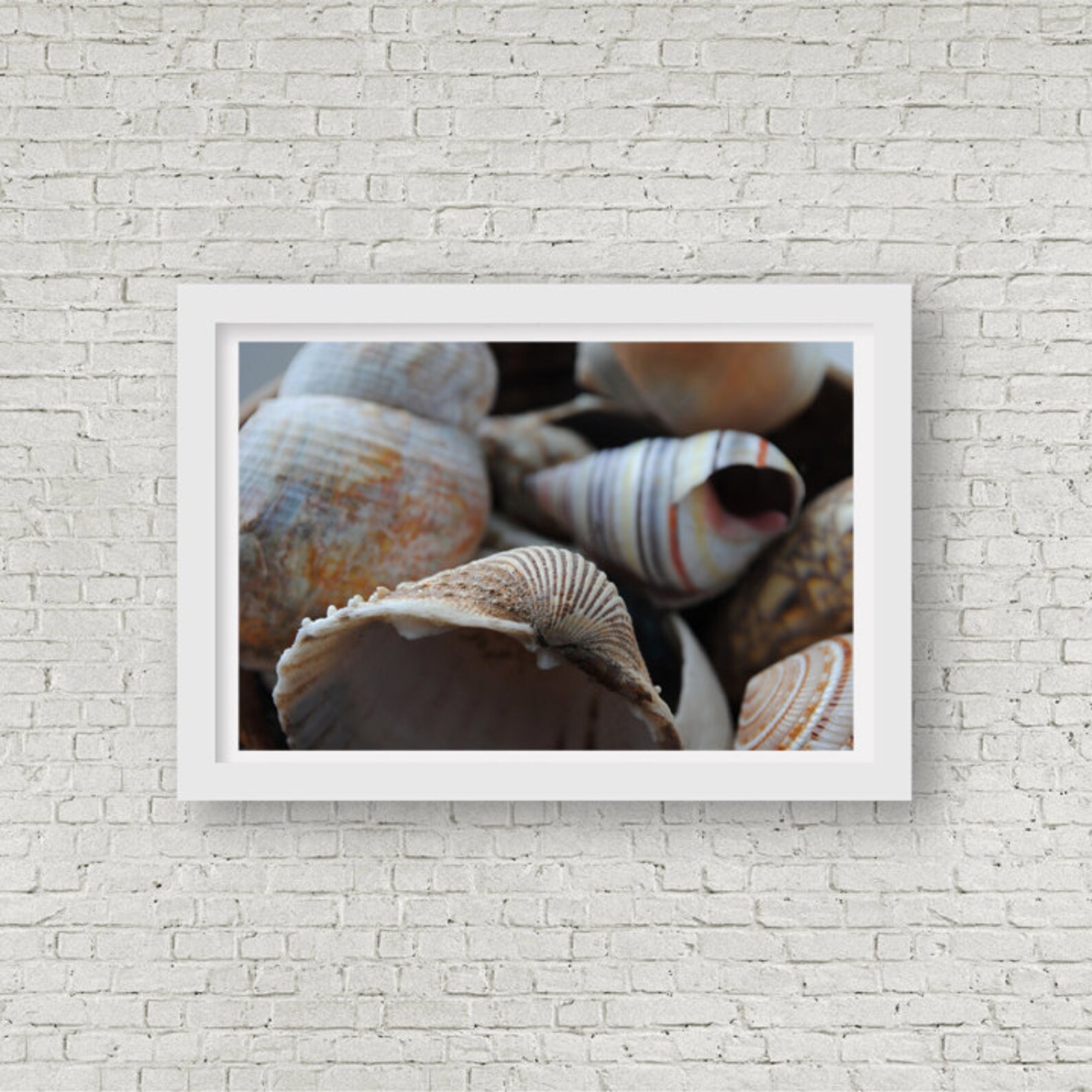Sea Shells, Fine Art Photography Print, Beach Photography, Sea Shells ...