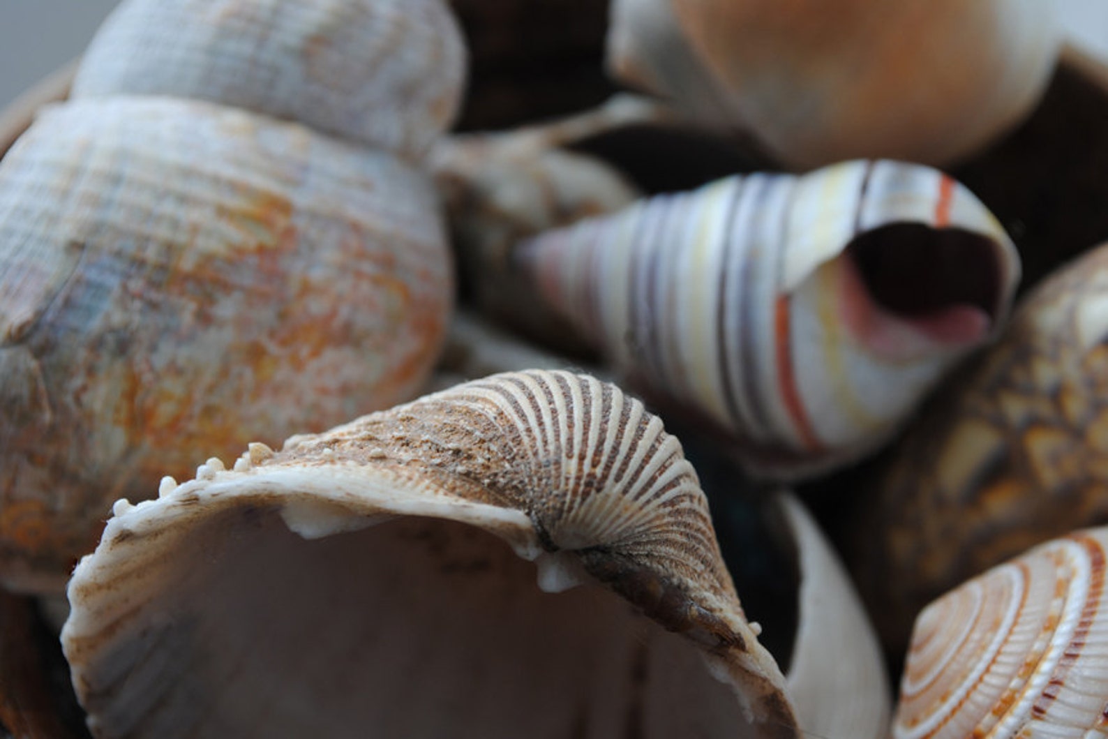 Sea Shells, Fine Art Photography Print, Beach Photography, Sea Shells ...
