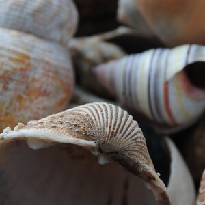 Sea Shells, Fine Art Photography Print, Beach Photography, Sea Shells ...