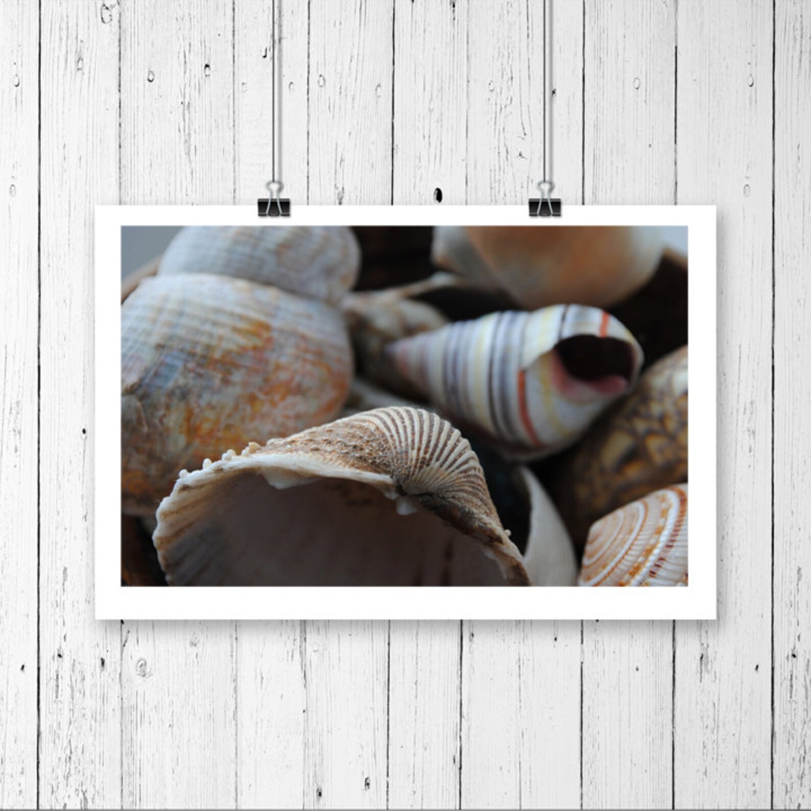Sea Shells, Fine Art Photography Print, Beach Photography, Sea Shells ...