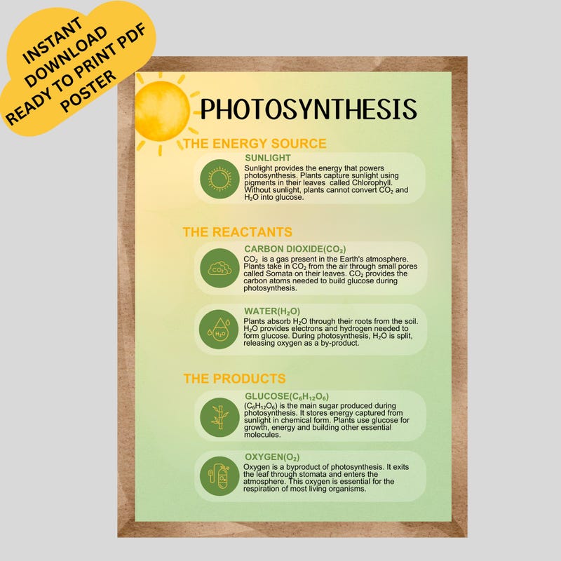 Photosynthesis Poster - Etsy
