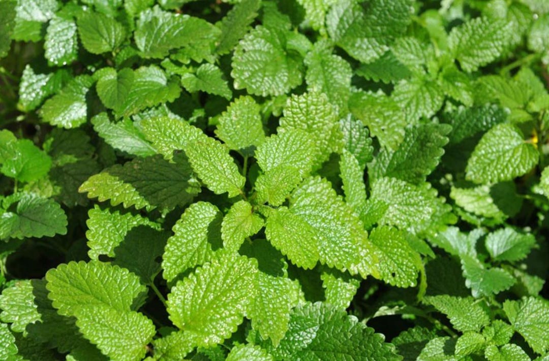 Live Lemon Balm Plant – 4-inch Pot – Fragrant Culinary Herb for Home ...