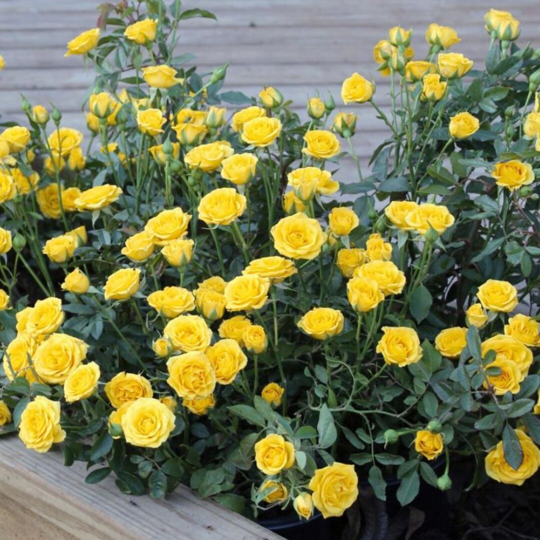 Live Mini Rose (yellow) Plant – 6-inch Height – 3-inch Pot – Indoor ...