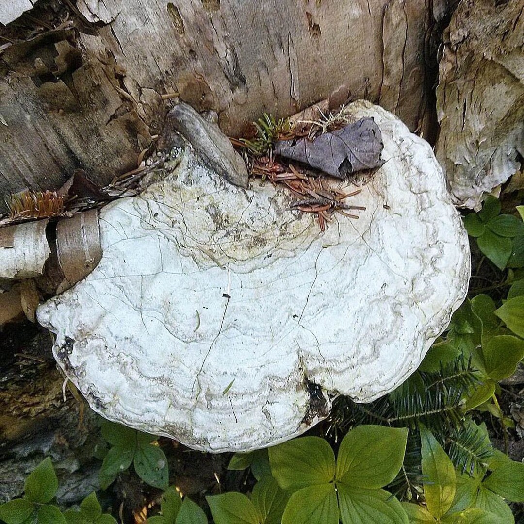 Ganoderma Megaloma Liquid Culture - Etsy