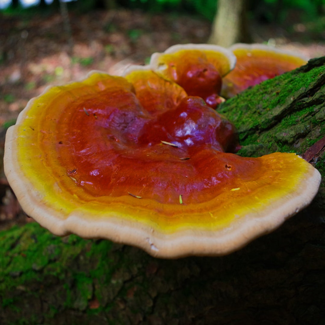 Reishi (ganoderma Lucidum) Liquid Culture - Etsy