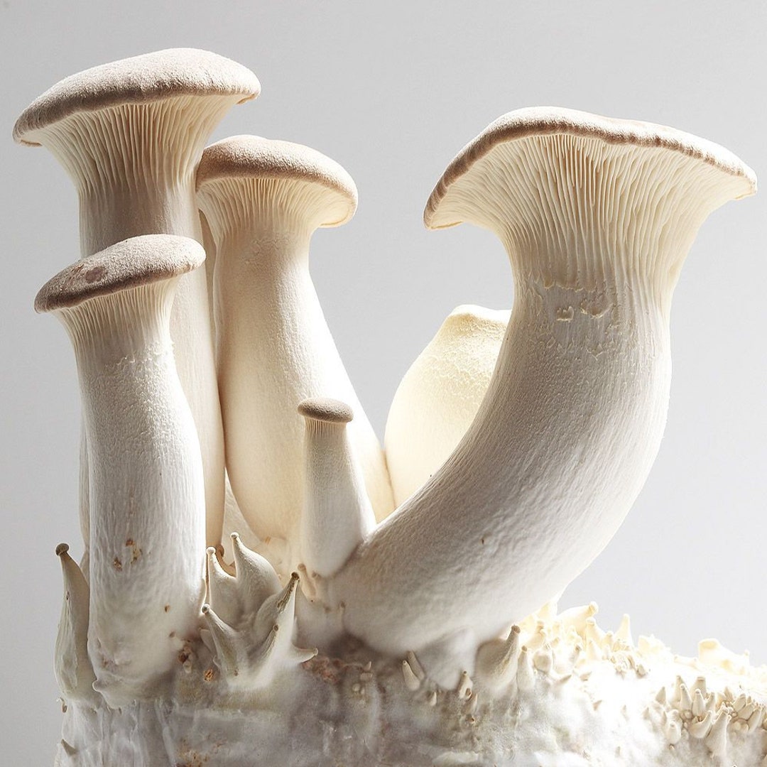 King Oyster Mushroom (pleurotus Eryngii) Liquid Culture - Etsy