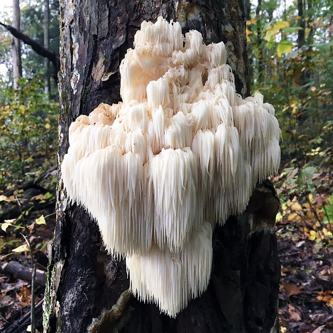 Bears Head Tooth (hericium Americanum) Liquid Culture - Etsy