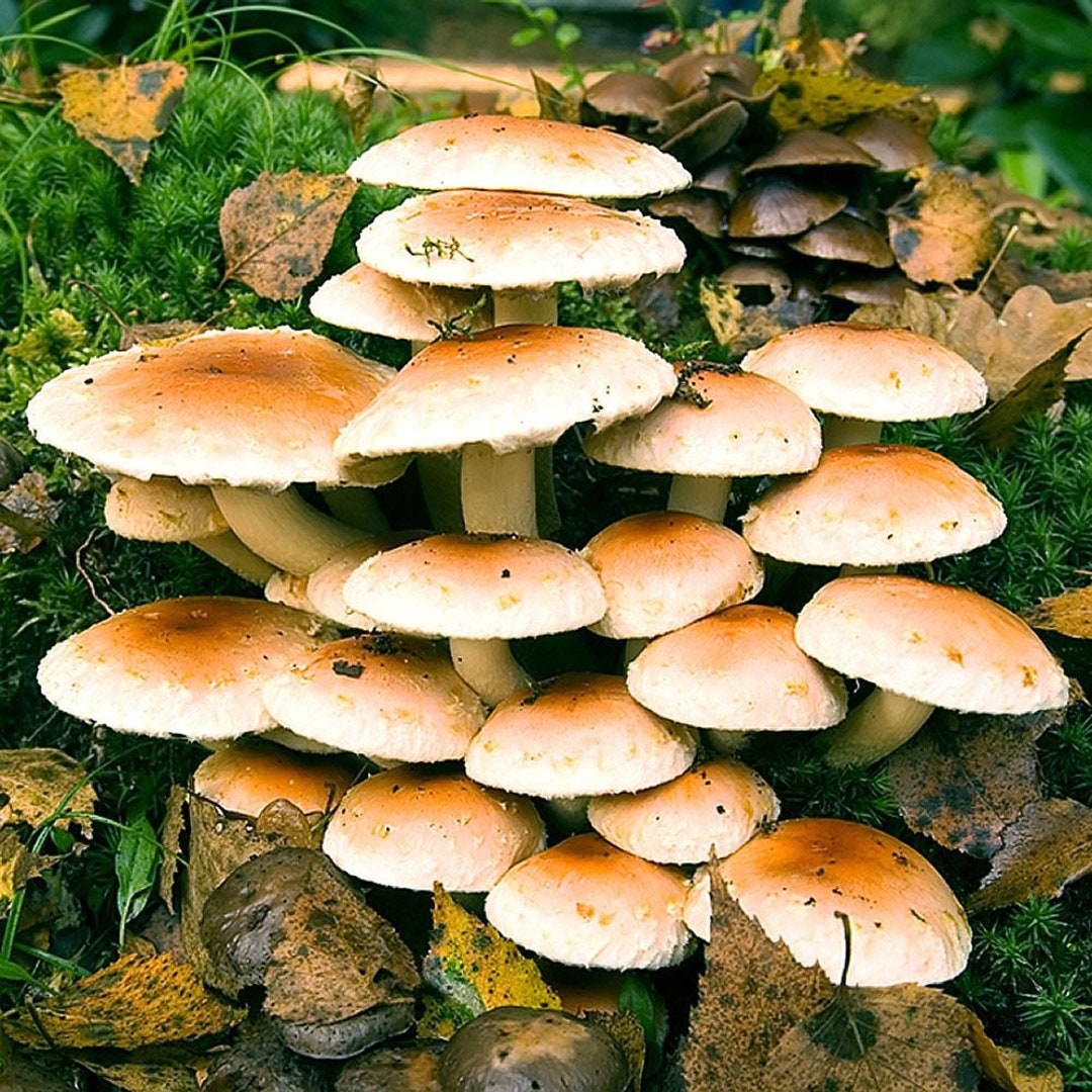 Cinnamon Cap Mushroom (hypholoma Sublateritium) Liquid Culture - Etsy