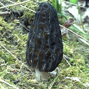 Black Morel (morchella Angusticeps) Liquid Culture - Etsy