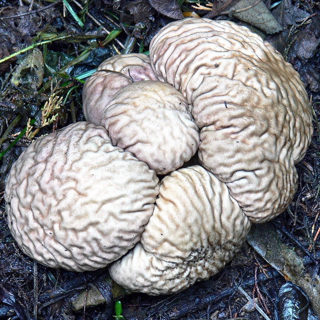 Brain Puffball (calvatia Craniiformis) Liquid Culture - Etsy