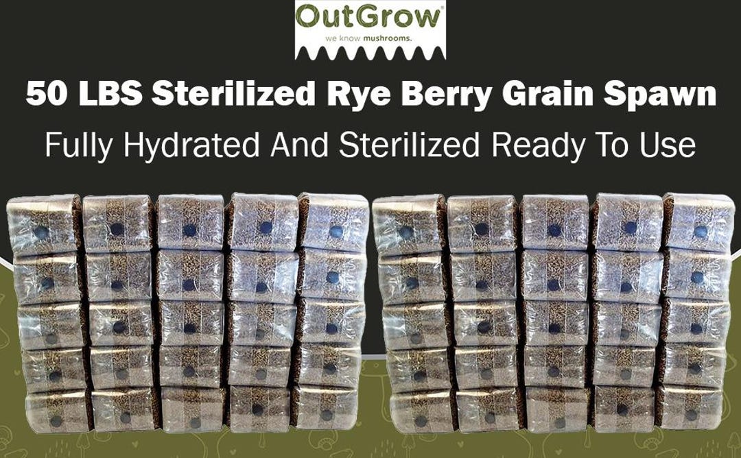 Sterilized Rye Berry Mushroom Substrate | 50lb Bulk Substrate Grain ...