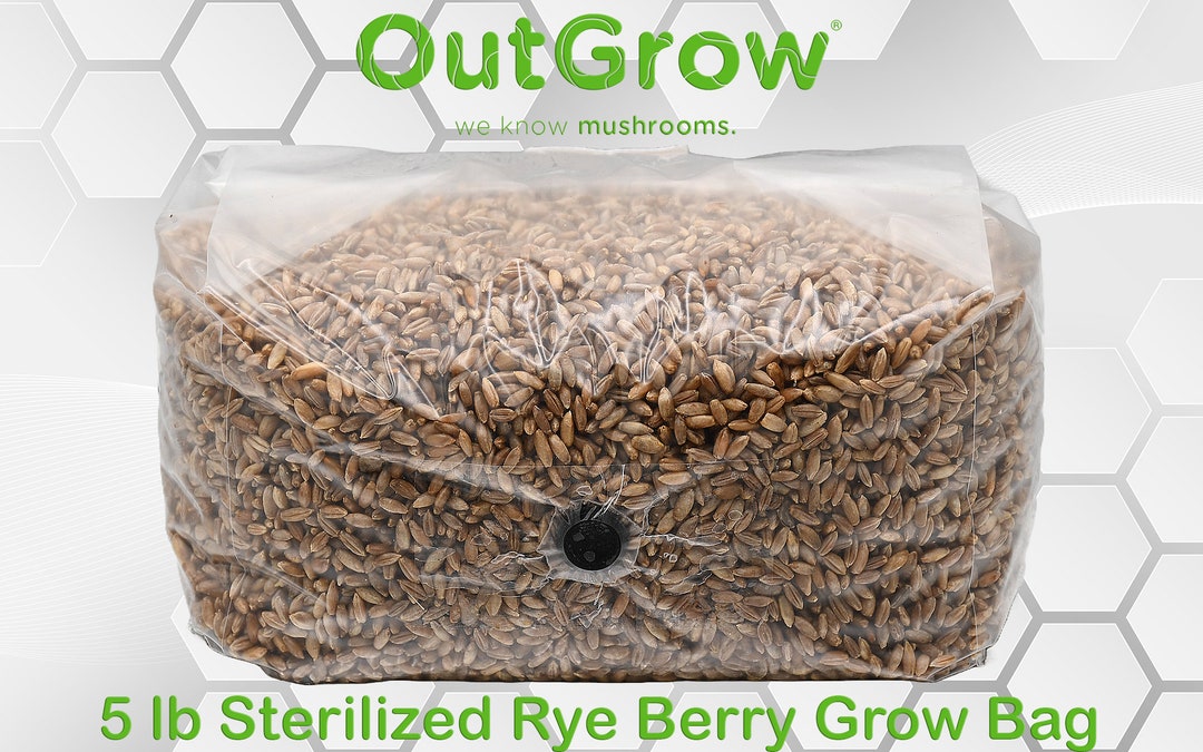 Sterilized Rye Berry Grow Bag (5lb) - Etsy