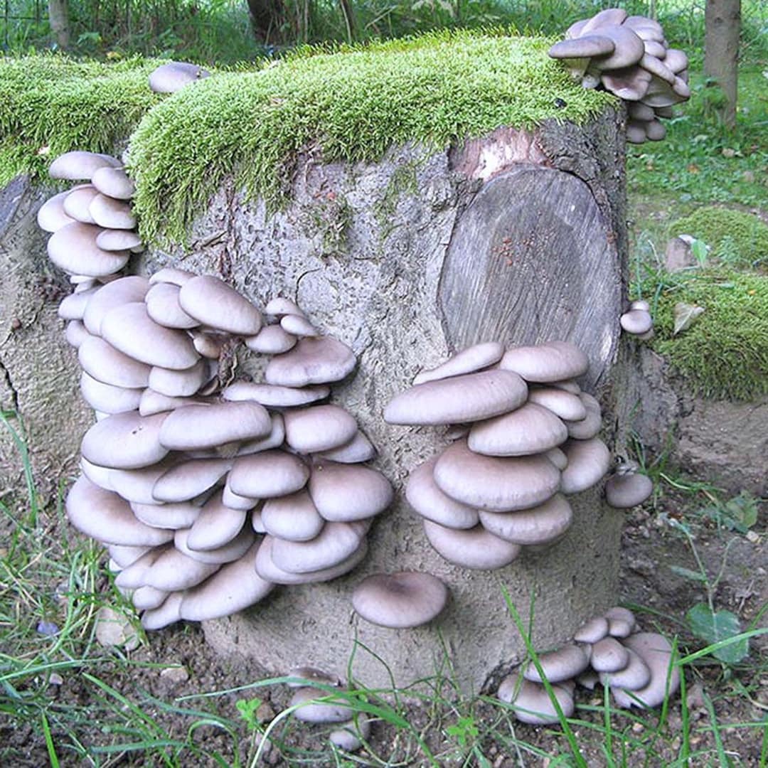 Blue Oyster Mushroom (pleurotus Columbinus) Liquid Culture - Etsy