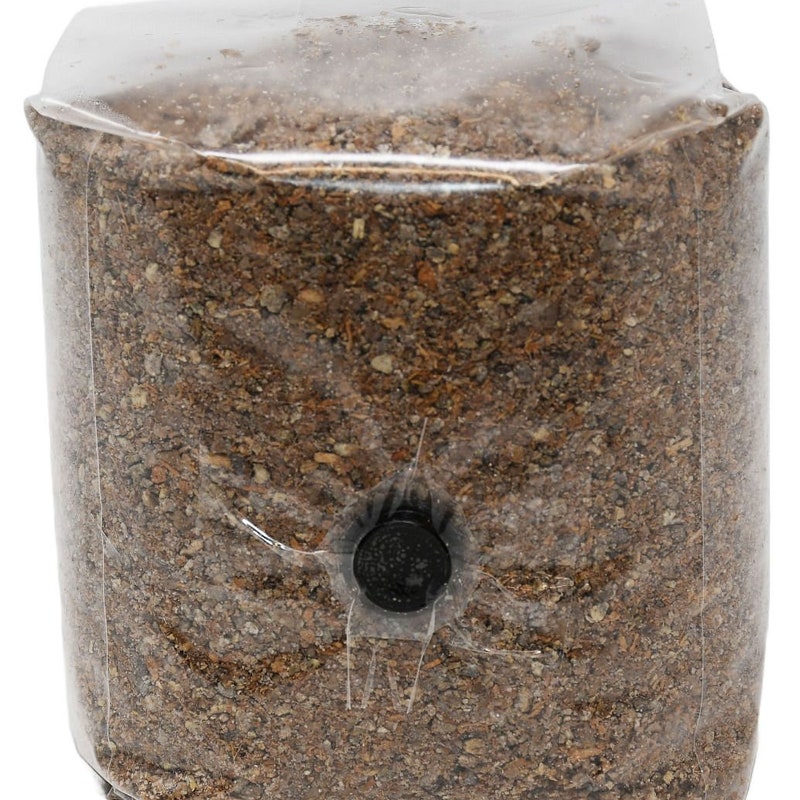 Mushroom Based Gifts - 60+ Gift Ideas for 2025