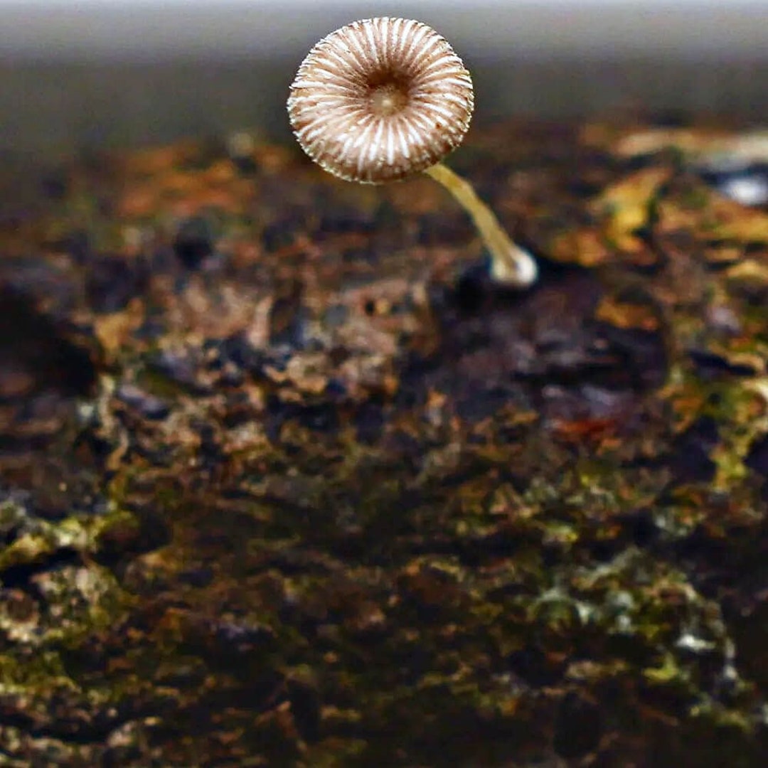 Mycena Deeptha Liquid Culture - Etsy